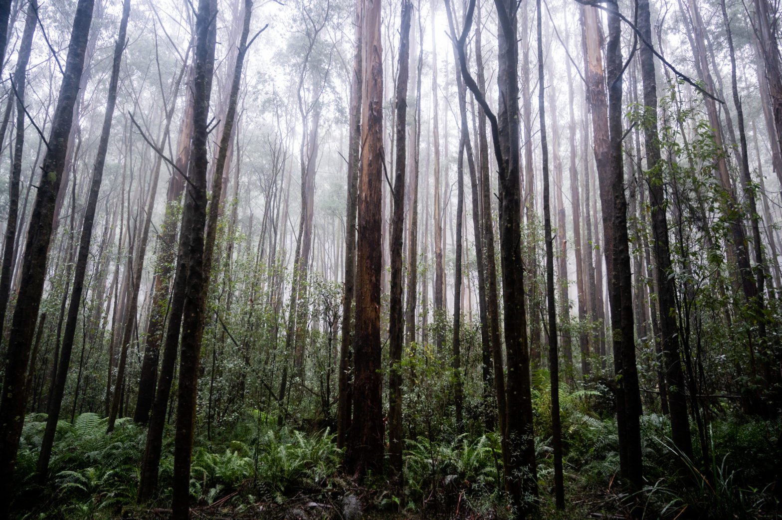 Kinglake & Toolangi National Parks Loop - BikeRoutes